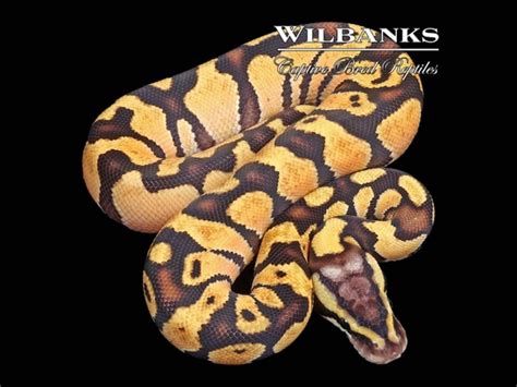 Pastel Enchi Ball Python By Wilbanks Captive Bred Reptiles