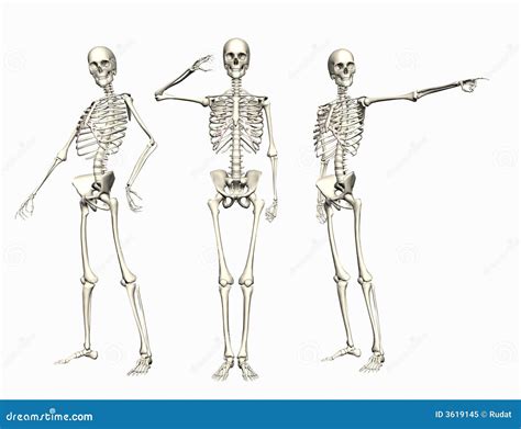 3 Skeletons Picture Image 3619145