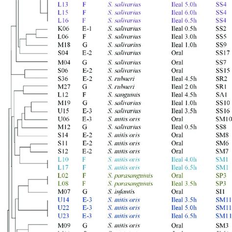 Dendrogram Derived From A Comparison Of Rapd Pcr Profiles Of The 65