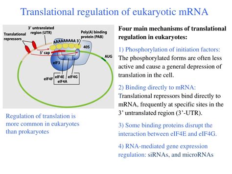 Ppt Regulation Of Gene Expression Powerpoint Presentation Free Download Id 464314