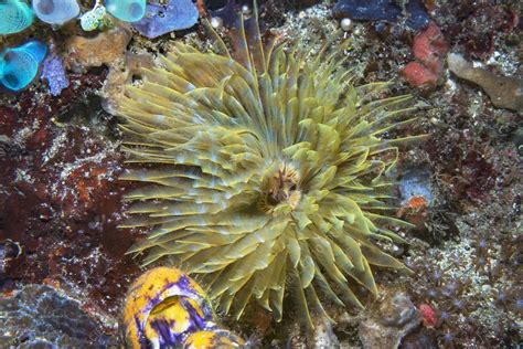 Feather Duster Worm Stock Image C0510857 Science Photo Library