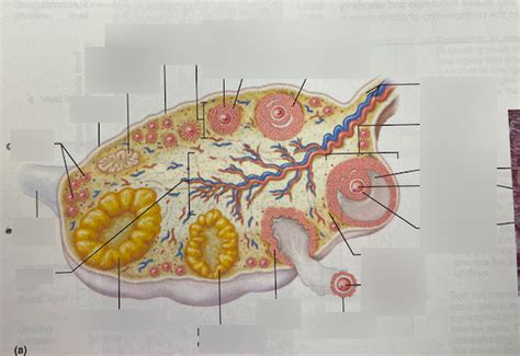 Reproductive Anatomy Lab Quiz Female Pt 4 Diagram Quizlet