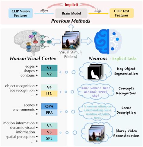 论文审查 Neurons Emulating The Human Visual Cortex Improves Fidelity And Interpretability In Fmri