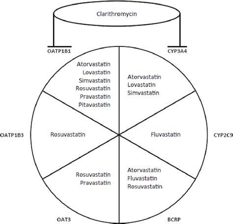 Figure 1 From Interaction Potential Between Clarithromycin And Individual Statins A Systematic