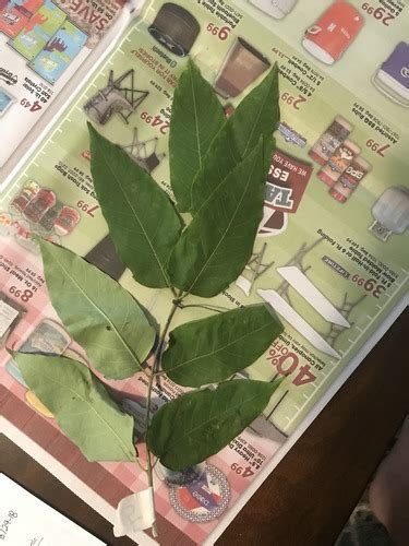 Forestry Lab Quiz 4 Plant Id Flashcards Quizlet