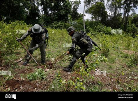 Counter Narcotics Police Officers Uproot Coca Shrubs In Tumaco