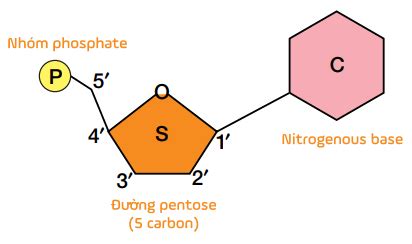 LỜI GIẢI Nucleotide loại A cấu tạo nên DNA khác với nucleotide Tự