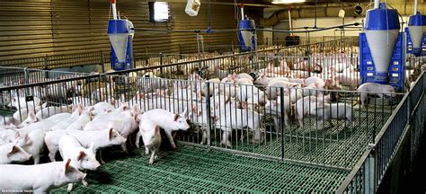 การนำเทคโนโลยีอินเทอร์เน็ตของสรรพสิ่ง Iot เข้าสู่การผลิตเกษตรในฟาร์ม