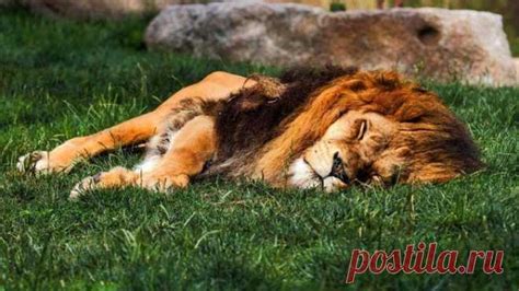 Лев львица 118 фото описание подвиды почему царь зверей Львы Постила
