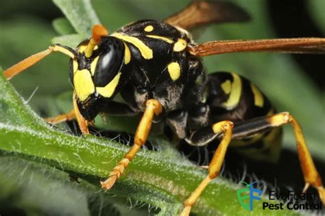 Paper Wasp Nests What To Know And Why They Matter