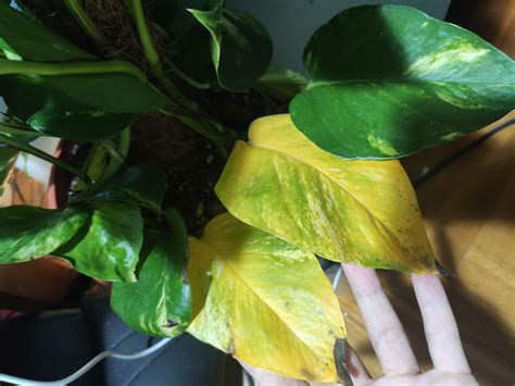 Pothos Propagation Question R Houseplants