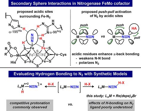 Figure 1 From Hydrogen Bonding To A Dinitrogen Complex At Room Temperature Impacts On N2