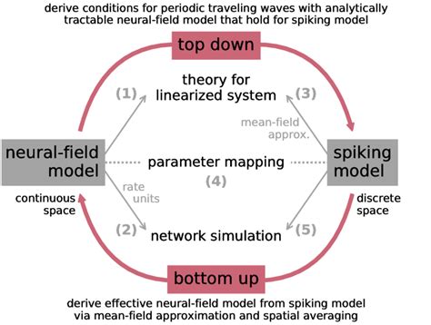 Mapping Microscopic Single Neuron Dynamics To Spatially Averaged Download Scientific Diagram