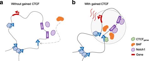 Schematic Model Of Ctcf Facilitated Oncogenic Transcriptional
