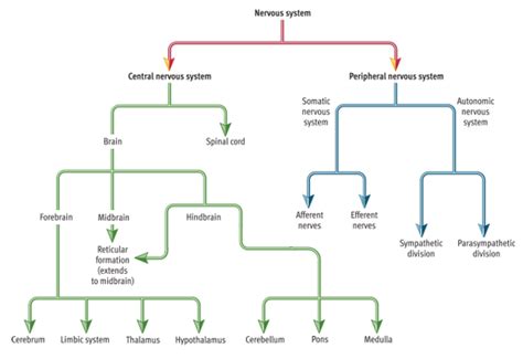11 Ap Psych Chapter 3 Diagram Diagram Quizlet