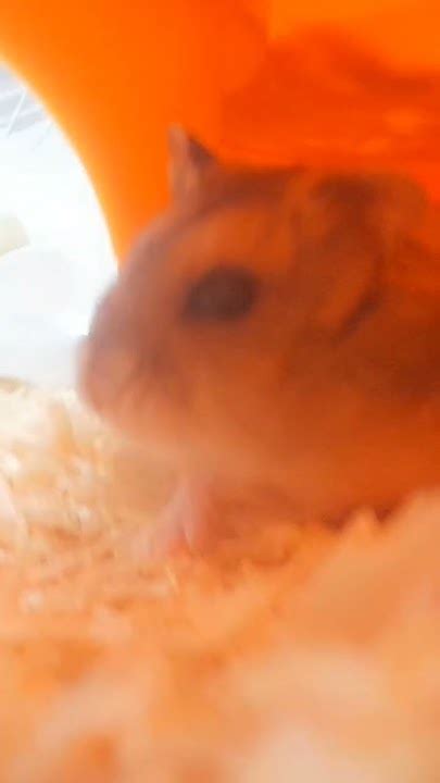 리액션 쩌는 햄스터 Youtube