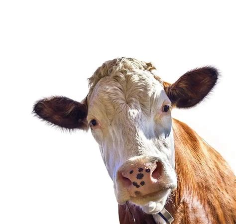 Ivermectin Injection 1 Durvet