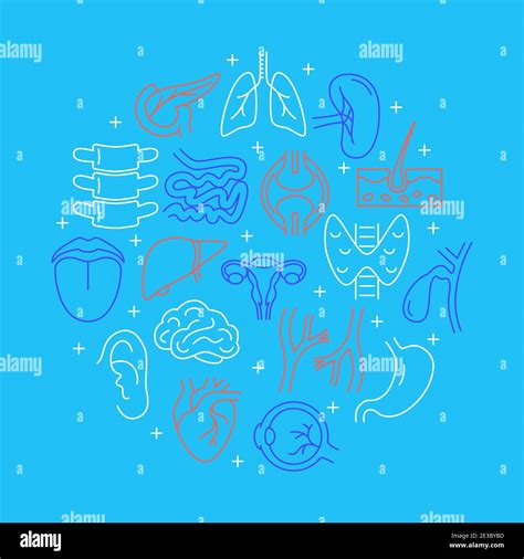 Human Internal Organs Round Concept Banner In Line Style Medical Poster Vector Illustration