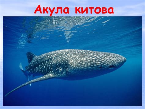 Різноманітність риб та їхнє значення презентация онлайн