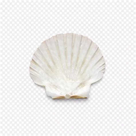 实物半个扇贝贝壳PNG图片素材下载 图片编号qnzjgxvq 免抠素材网