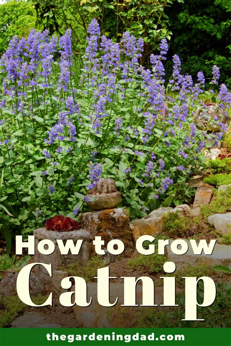 How To Grow Catnip 10 Easy Tips Growing Catnip Garden Help Catnip