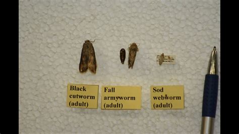 Lawn Insect Identification Youtube