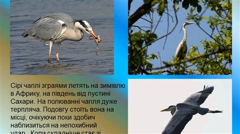 Перелітні птахи Youtube