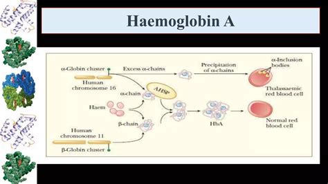 Post Translational Modification Of Protein Ppt