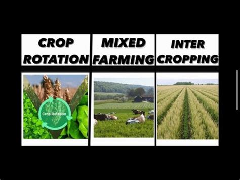 Crop Rotation Inter Cropping Mixed Farming Indian Agriculture