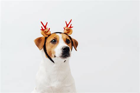 귀여운 잭 러셀 테리어 개는 크리스마스 순록 뿔을 입고 흰색 배경에 앉아서 축제처럼 보입니다 새해 복 많이 받으세요 그리고 애완