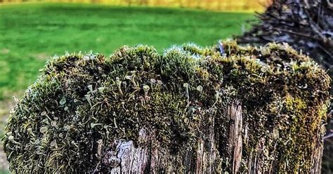 Moss If Only You Could Wrap It In A Pillowcase Im Sure Your Sleep Would Improve Obviously I