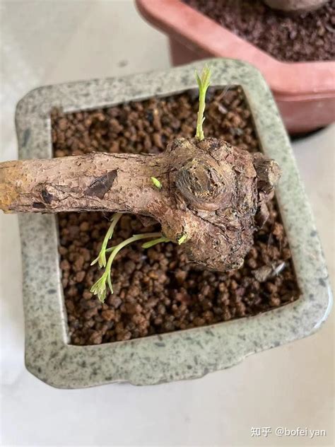 生桩种植尝试 知乎