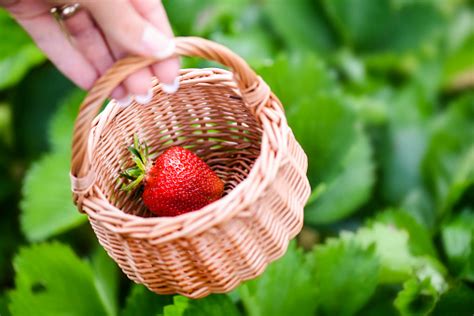 딸기로 가득 찬 작은 바구니를 들고있는 여자 신선한 빨간 딸기 과일은 정원에서 수집하거나 픽업 건강한 생활방식에 대한 스톡 사진