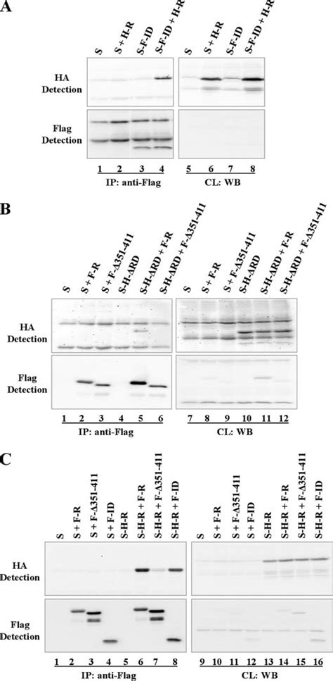 The Isolated Inhibitory Region Interacts With Runx1 A Stably