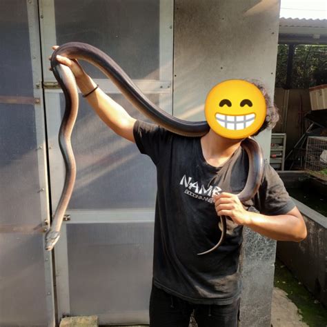 Jual Ular Black Albertisi Python Jumbo Jantan Dan Betina No Retic Boa