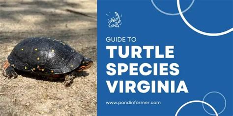 List Of Turtle Species In Virginia 2023 Id Pics Pond Informer