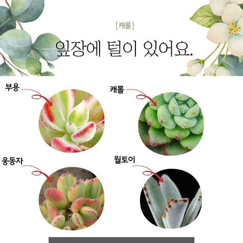 재미있는 다육식물 키우기 캐롤 다육식물 키우기