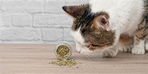 Why Does Catnip Make Cats Go Crazy Vet Approved Facts FAQ Hepper Pet Resources