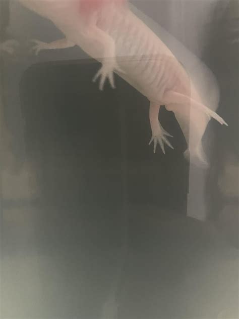 Axolotl Gender R Axolotls