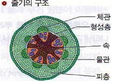 4 2 2 줄기의 구조 네이버 블로그