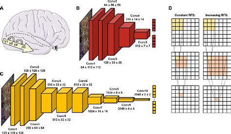 Figure 1 From Comparing Object Recognition In Humans And Deep Convolutional Neural Networks—an