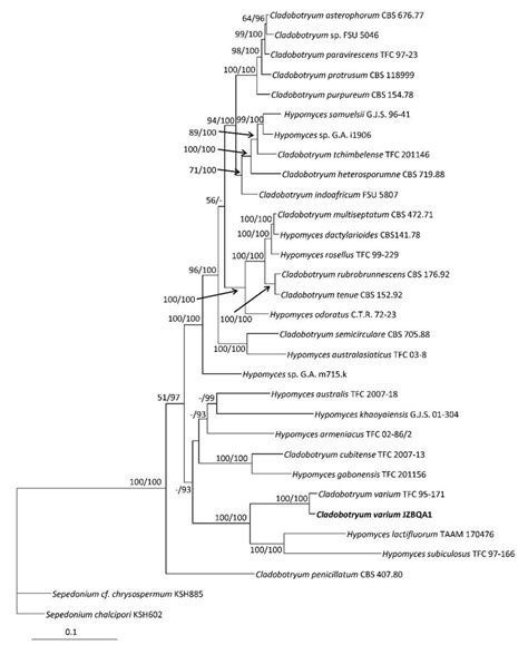 Bayesian Phylogenetic Tree Constructed Based On The Combined Sequences Download Scientific
