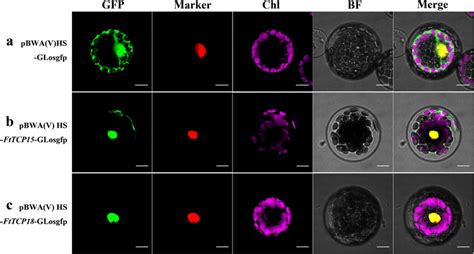 Subcellular Localization Analysis Of Fttcp15 And Fttcp18 Download Scientific Diagram