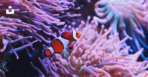 산호 속의 주황색과 흰색 광대 물고기 사진 Unsplash의 무료 미국 이미지