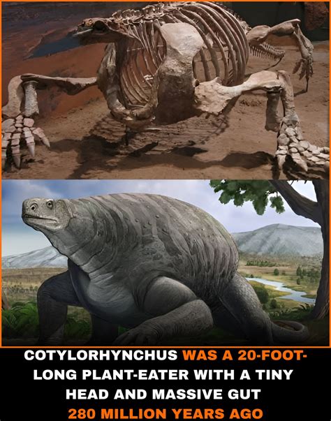 Les Années Dor Cotylorhynchus Was One Of The Largest Facebook