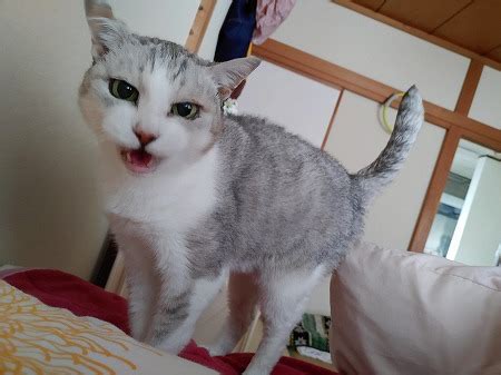 核硬化症なのかも 猫さんの日常