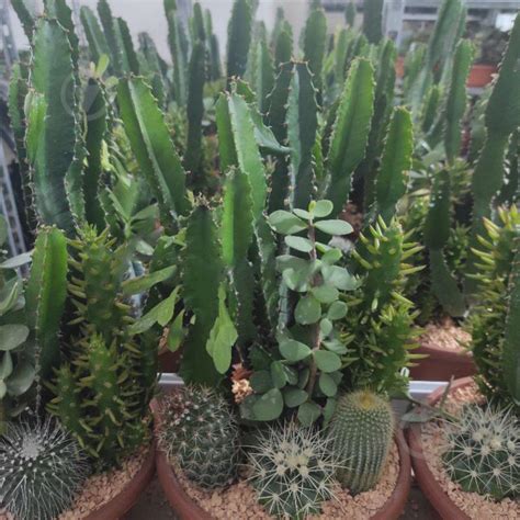 ᐉ Рослина Композиція 20х35 кактуси сукуленти у пластиковому кашпо • Краща ціна в Києві Україні