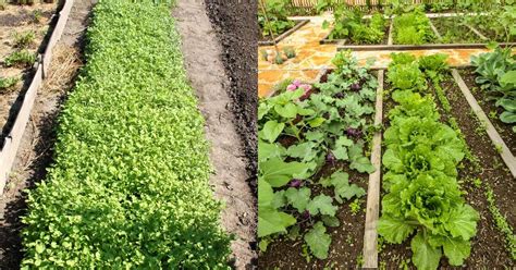 Когда сеять сидераты чтобы сэкономить на удобрениях