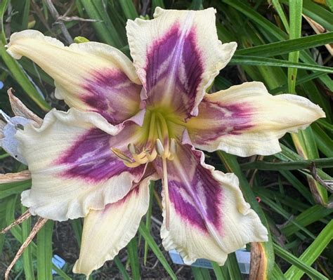 Woodhenge Gardens Quadratic Equation