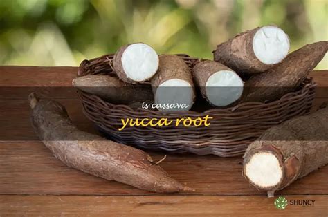 Is Cassava The Same As Yucca Root A Look At The Differences Shuncy